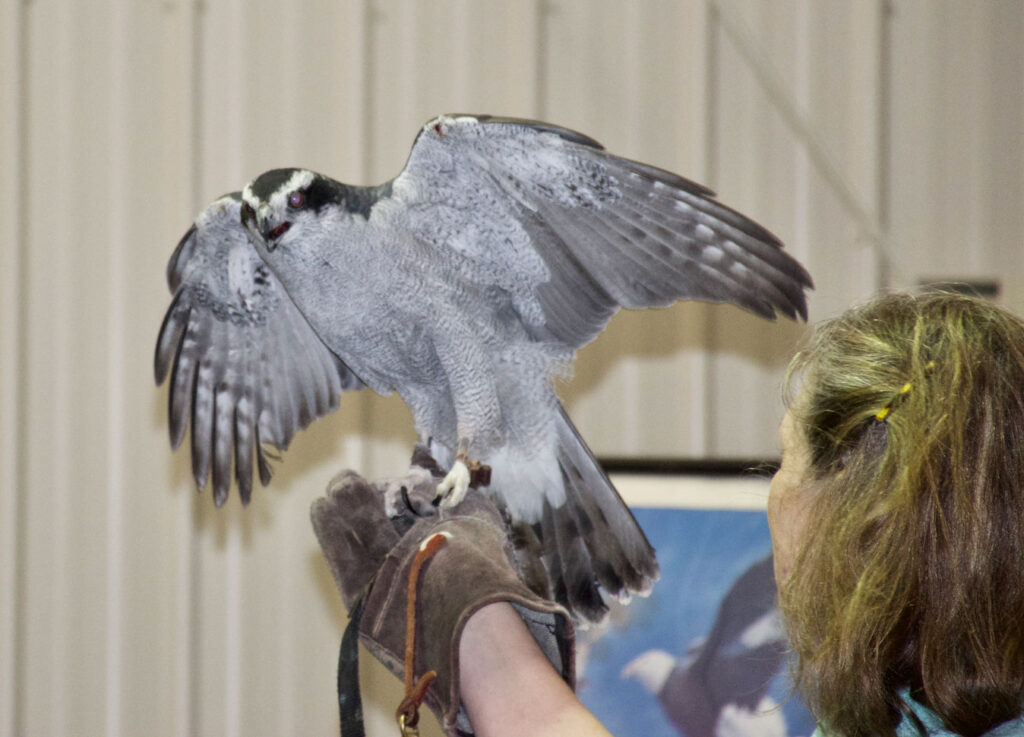 Home - Avian Wildlife Center